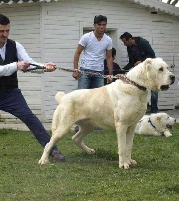 Alabai "Central Asian Shepherd Dog" | Giant Breeds