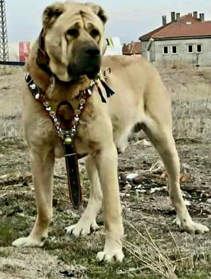 Uncover the Mystique of the Powerful Aksaray Malaklisi Dog Breed ...