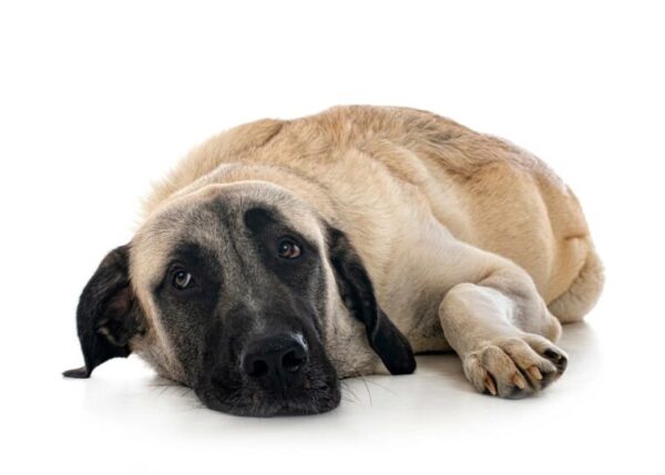 Uncover the Mystique of the Powerful Aksaray Malaklisi Dog Breed ...