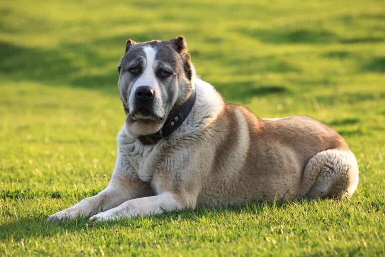 Alabai "Central Asian Shepherd Dog" | Giant Breeds