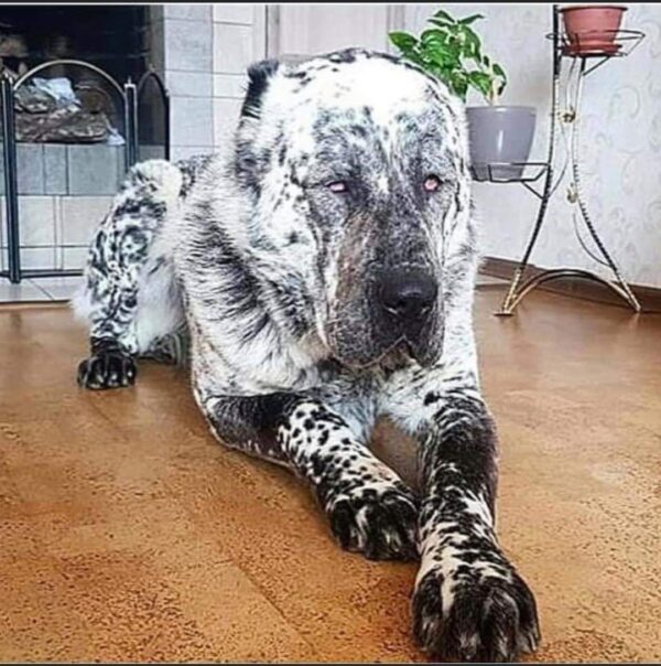 Alabai "Central Asian Shepherd Dog" | Giant Breeds
