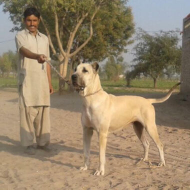 The Bold and Beautiful Bully Kutta: A Breed Apart | Giant Breeds