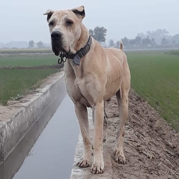 The Bold and Beautiful Bully Kutta: A Breed Apart | Giant Breeds