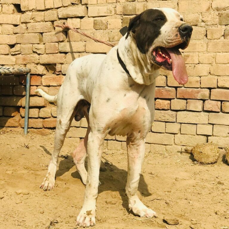The Bold and Beautiful Bully Kutta: A Breed Apart | Giant Breeds