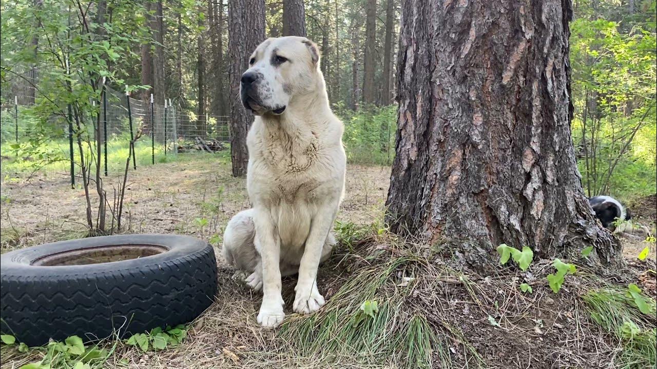 Volkodav: The Powerful North-Caucasian Guardian | Giant Breeds