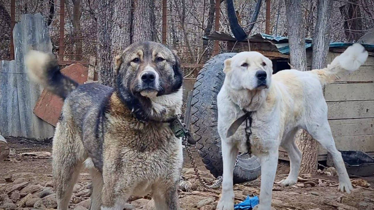 Volkodav: The Powerful North-Caucasian Guardian | Giant Breeds