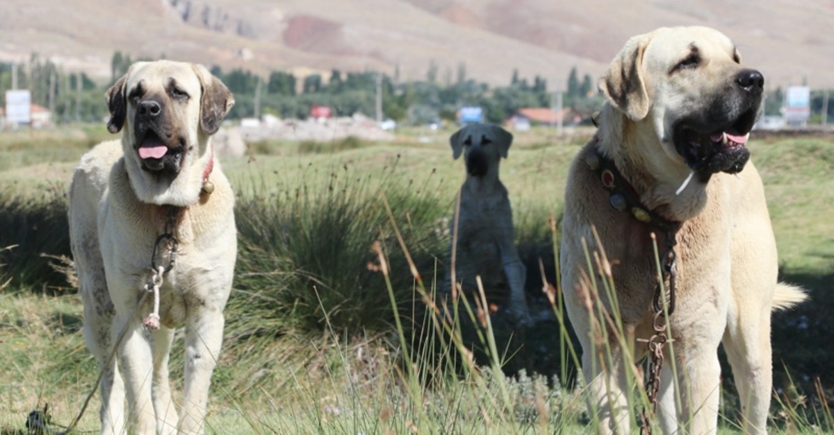 Uncover the Mystique of the Powerful Aksaray Malaklisi Dog Breed ...