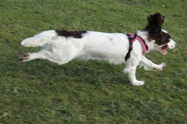 Giant Breed Dogs and the Bunny Hop Gait: What You Need to Know About ...