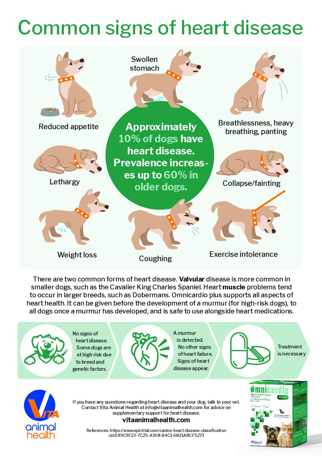 How to Protect Your Giant Breed Dog from Dangerous Heart Murmurs ...
