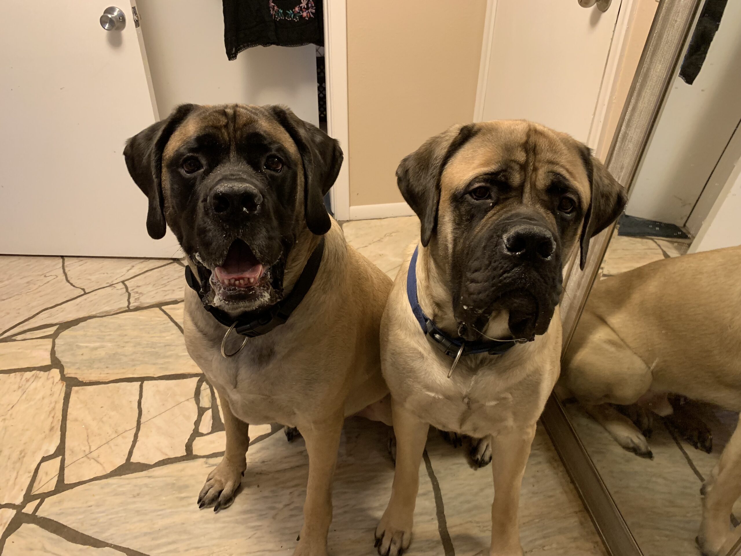 First Five -Skills Every Big Dog Should Learn | Giant Breeds